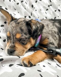 43 Australian Shepherd Mixes That You Never Knew Existed - The Goody Pet