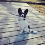 43 Australian Shepherd Mixes That You Never Knew Existed - The Goody Pet