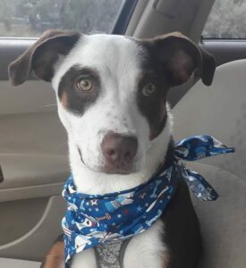 43 Australian Shepherd Mixes That You Never Knew Existed - The Goody Pet