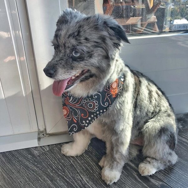 36 Pomeranian Mixes That You Would Find Adorable - The Goody Pet