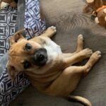 43 Australian Shepherd Mixes That You Never Knew Existed - The Goody Pet