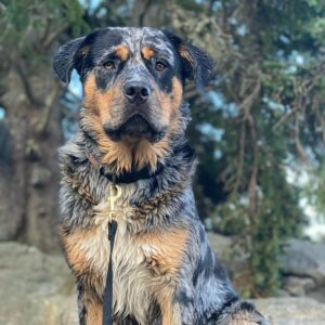 43 Australian Shepherd Mixes That You Never Knew Existed - The Goody Pet