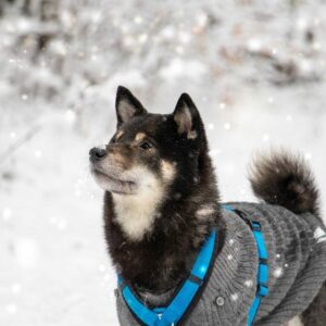 21 Shiba Inu Mixes That You Would Find Adorable - The Goody Pet