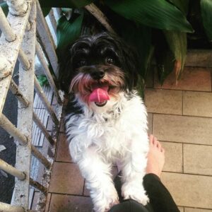 43 Australian Shepherd Mixes That You Never Knew Existed - The Goody Pet