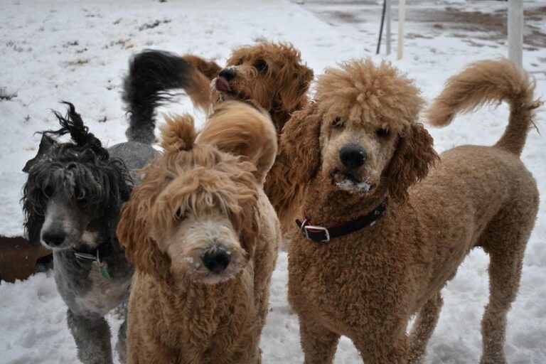 Aussiedoodle VS Goldendoodle - 13 Surprising Differences - The Goody Pet