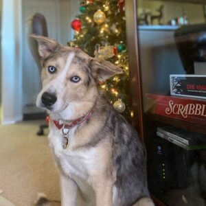 43 Australian Shepherd Mixes That You Never Knew Existed - The Goody Pet