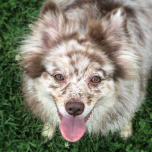 43 Australian Shepherd Mixes That You Never Knew Existed - The Goody Pet