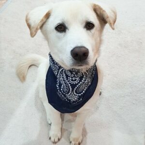 What Countries Eat Dogs? 17 Places Around The World Where You Can Have ...