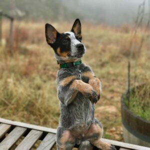 22 Blue Dog Breeds That You Never Know Existed - The Goody Pet