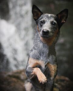 51 Working Dog Breeds That Would Boost Productivity - The Goody Pet