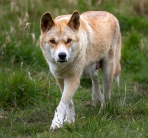 15 Australian Dog Breeds: Outback Edition - The Goody Pet