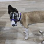 15 Australian Dog Breeds: Outback Edition - The Goody Pet