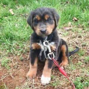19 Great Pyrenees Mixes That You Would Never Know Existed - The Goody Pet