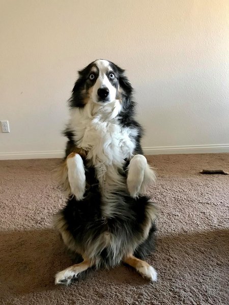 31 Fastest Dog Breeds That You Can’t Keep Up - The Goody Pet