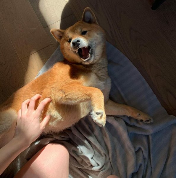 Sudden Aggression In Dogs - Reasons & How To Stop It - The Goody Pet