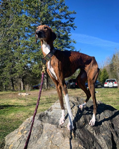 14 African Dog Breeds Originating From The Continent Of Africa - The ...