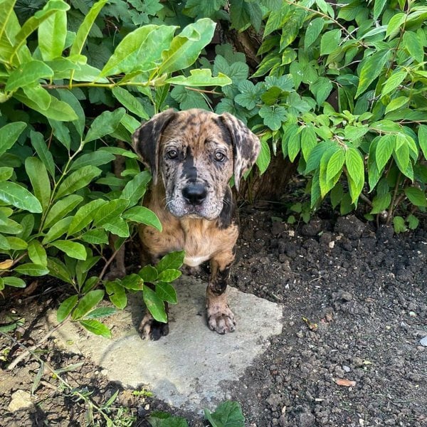 39 Mastiff Breeds That Have A Towering And Commanding Presence - The ...