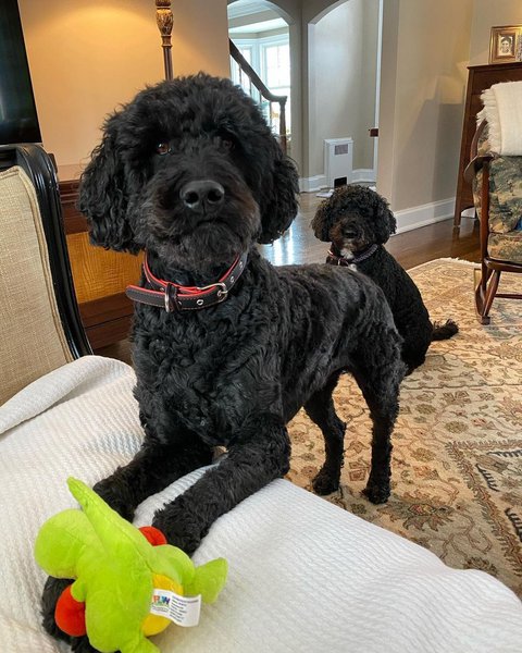 8 Mop Dog Breeds That You Give A Second Look - The Goody Pet