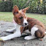 18 Tricolor Dog Breeds That You Would Find Adorable - The Goody Pet