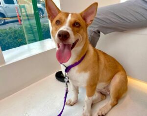 52 Extremely Adorable Corgi Mixes That Will Make You Go Awww - The ...