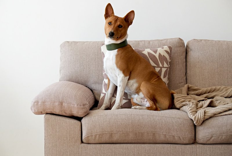 Basenji - Your Complete Breed Guide To Africa's Barkless Dog - The ...