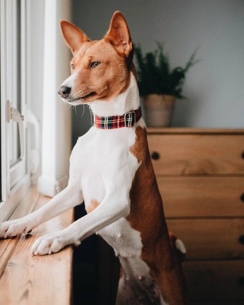14 African Dog Breeds Originating From The Continent Of Africa - The ...