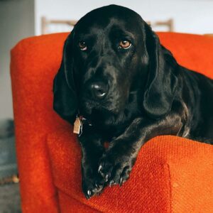 46 Black Lab Mixes That Will Put A Smile On Batman - The Goody Pet