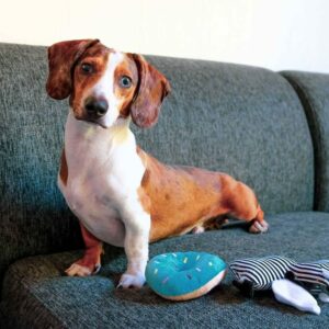 43 Adorable Dachshund Mixes That You Never Knew Existed - The Goody Pet