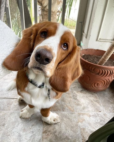 22 Brown Dog Breeds That Chocoholics Will Favor - The Goody Pet