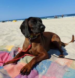 46 Purebred German Dog Breeds (With Pictures!) - The Goody Pet