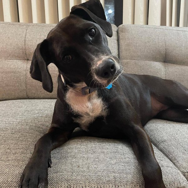 Can Dogs Smell Fear? Here's How They React - The Goody Pet