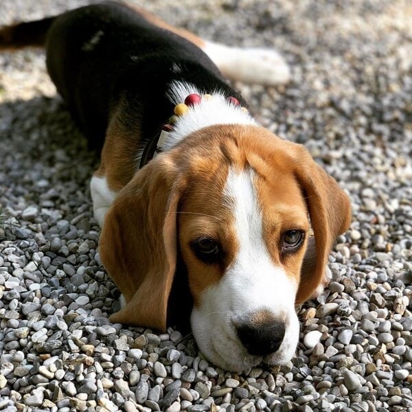 18 Dog Breeds With Long Snouts That You Can Call Nosy - The Goody Pet