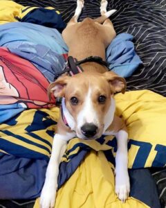 41 Pitbull Mixes That You Would Find Adorable - The Goody Pet