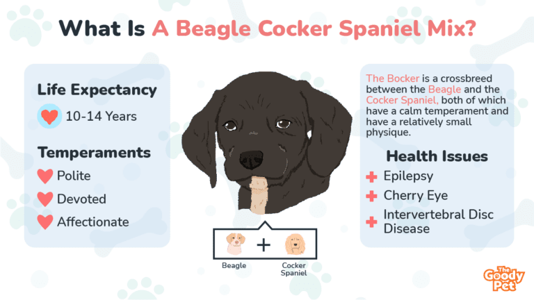Beagle Cocker Spaniel Mix - Your Complete Breed Guide To The Bocker ...