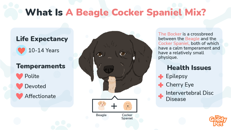 Beagle Cocker Spaniel Mix - Your Complete Breed Guide To The Bocker ...