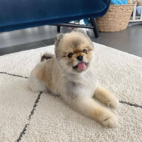 26 Pomeranian Haircuts That Make Your Little Pooch Look Super Cute ...