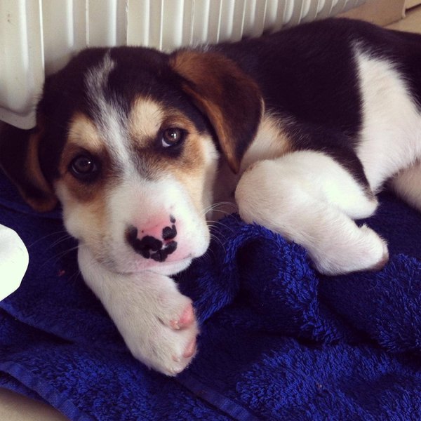 13 Mini Husky Mixes For Miniature Canine Lovers - The Goody Pet