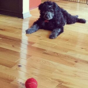 62 Poodle Mixes That You Cannot Remember Them All - The Goody Pet