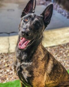 26 Brindle Dog Breeds That You Never Know Existed - The Goody Pet