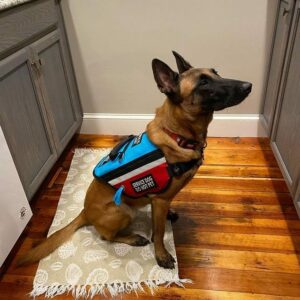 26 Common Service Dog Breeds & What They Do? - The Goody Pet