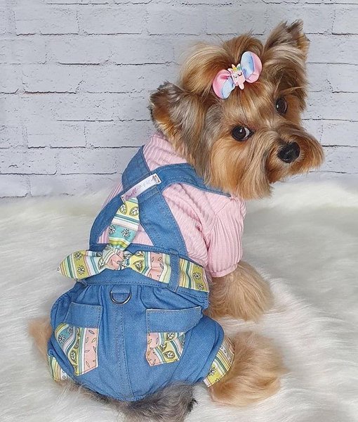 52 Yorkie Haircuts That Would Make Your Yorkshire Terrier A Star - The ...