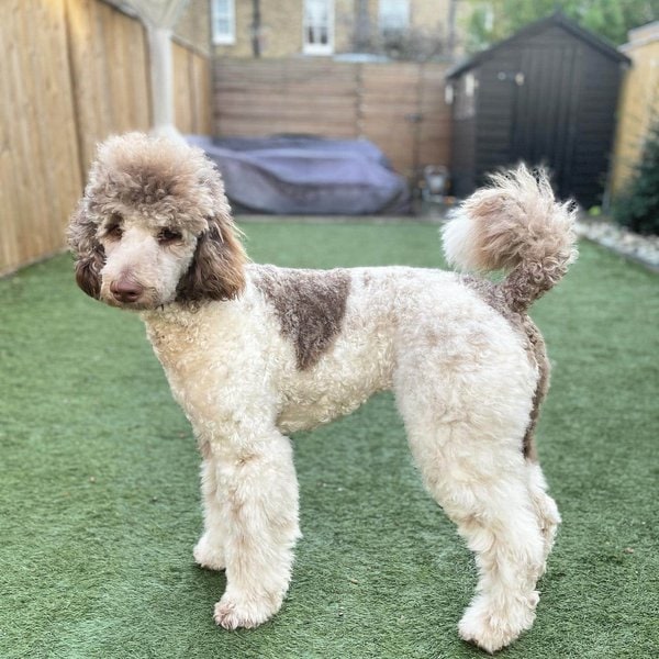 31 Poodle Hairstyles: List Of Clips And Cuts - The Goody Pet