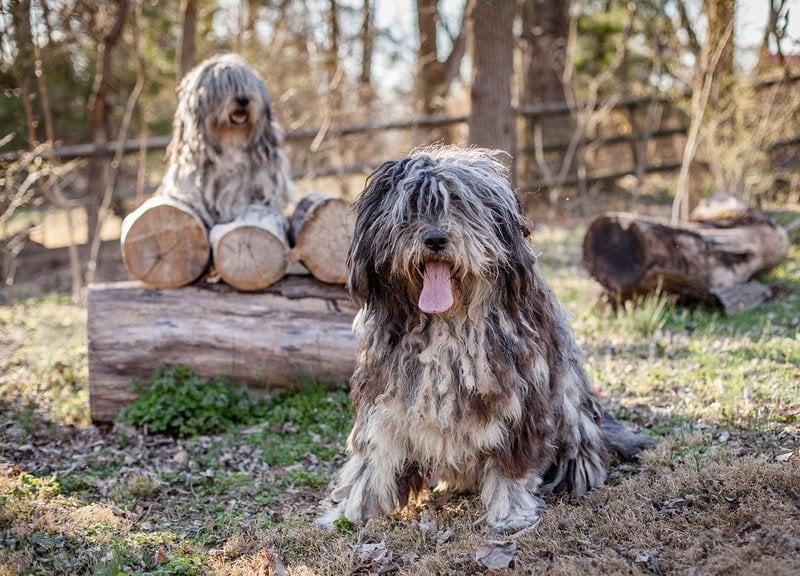 51 Shepherd Dog Breeds: America's Top Dog! - The Goody Pet