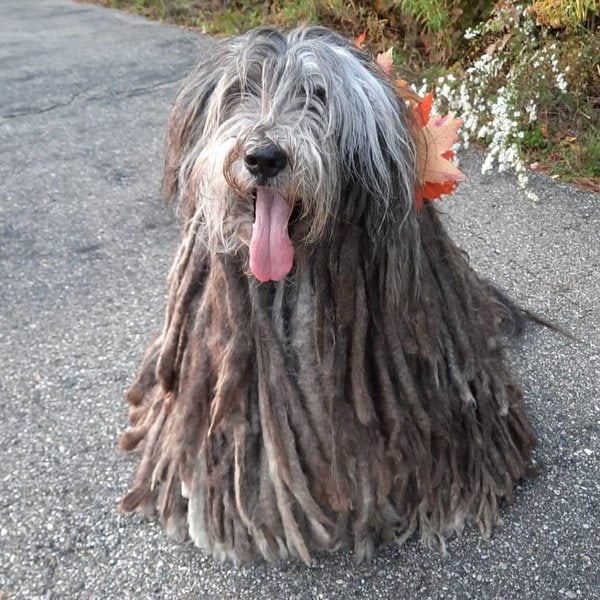 8 Mop Dog Breeds That You Give A Second Look - The Goody Pet