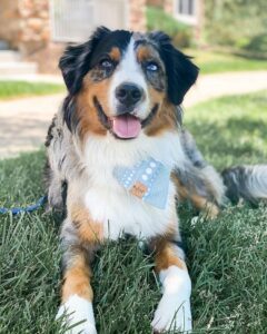 43 Australian Shepherd Mixes That You Never Knew Existed - The Goody Pet