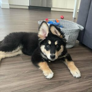 31 Husky Mixes That You Never Know Existed - The Goody Pet