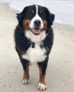 18 Tricolor Dog Breeds That You Would Find Adorable - The Goody Pet