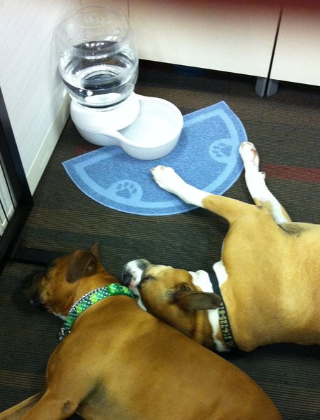9 Best Automatic Dog Water Dispensers (January 2024: Reviews) - The ...
