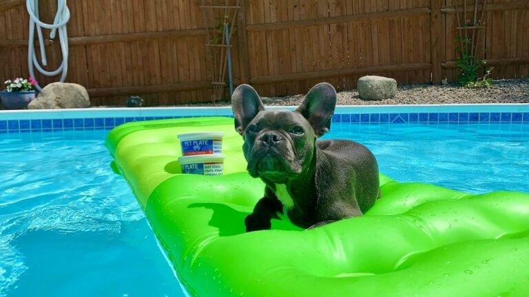 6 Best Dog Pool Floats & Rafts (January 2024: Reviews) - The Goody Pet