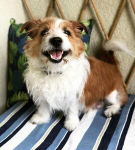 52 Extremely Adorable Corgi Mixes That Will Make You Go Awww - The ...